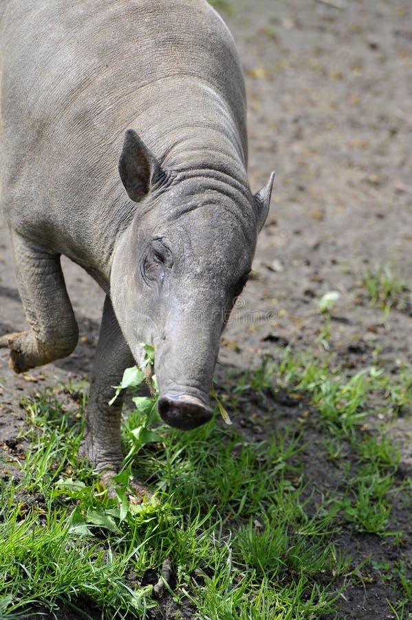 Babirusa eating stock photo. Image of endanger, hunter - 16411402