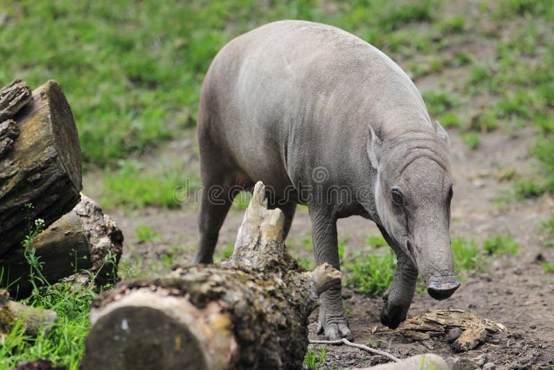 Babirusa stock image. Image of babirusa, babyrussa, grass - 31490377