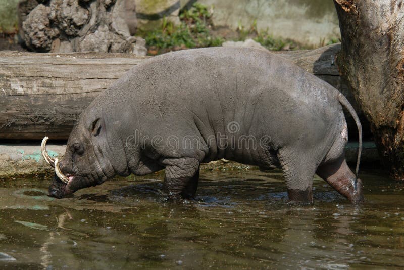 Babirussa Di Sulawesi (celebensis Del Babyrousa) Immagine Stock ...