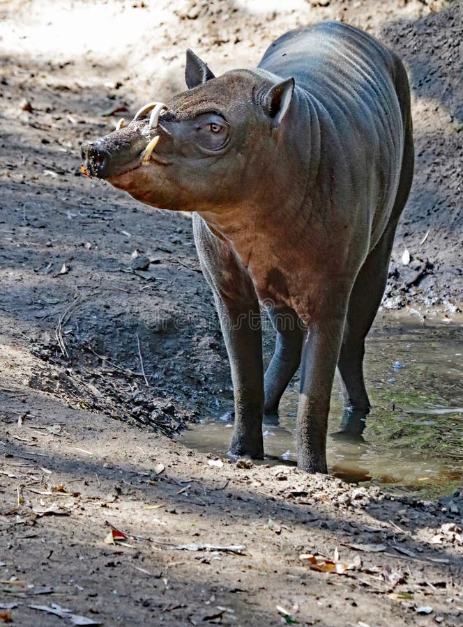 Babirussa fotografia stock. Immagine di nose, mammifero - 42618622