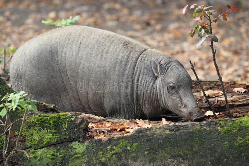 Babirussa Di Sulawesi (celebensis Del Babyrousa) Immagine Stock ...