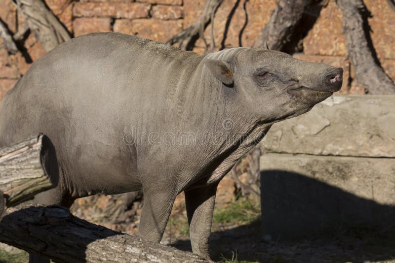 Babirussa Di Buru - Babyrussa Del Babyrousa Immagine Stock - Immagine ...
