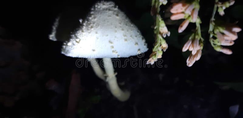 Bably Baby shroom stock photo. Image of bably, hand - 158637752