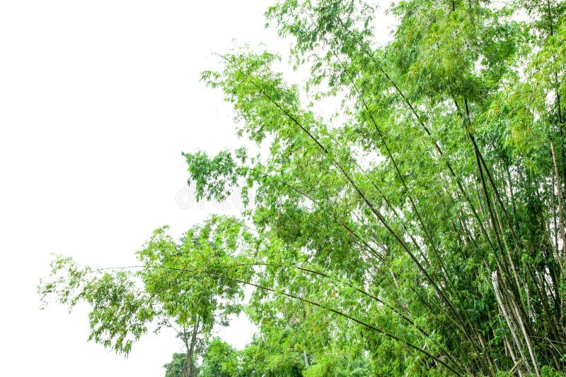 Baboo tree stock photo. Image of seasonal, green, yellow - 75889002