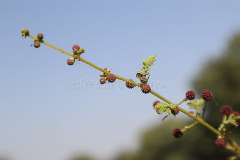 118 Babool Flower Stock Photos - Free & Royalty-Free Stock Photos from ...