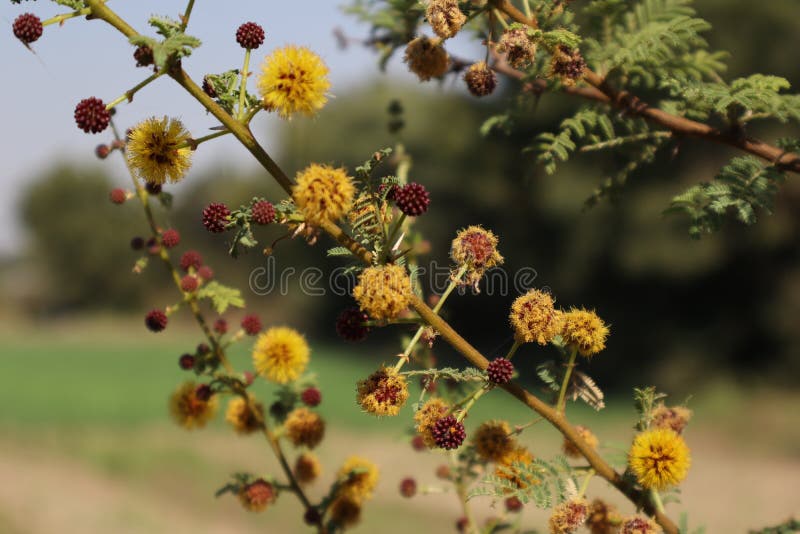 Babool Flower with Blur Background Stock Photo - Image of thorn, yellow ...