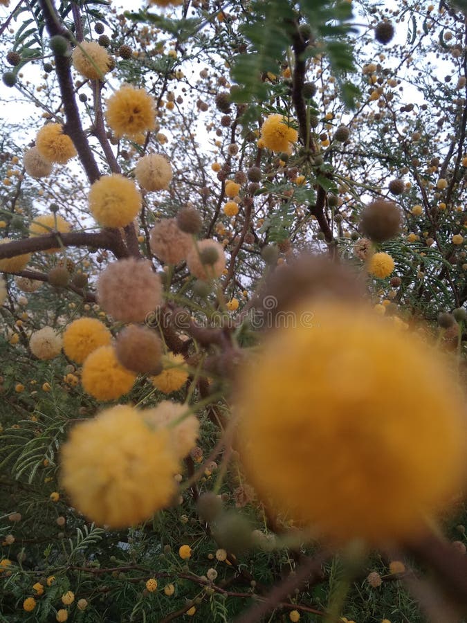 Babool Flower before the Fruits. Stock Photo - Image of attraction ...