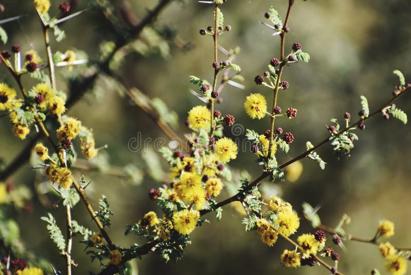 Babool flowers and plants stock photo. Image of yellow - 223940318