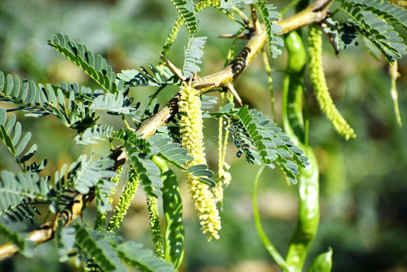 Babool flowers and plants stock photo. Image of green - 223940336