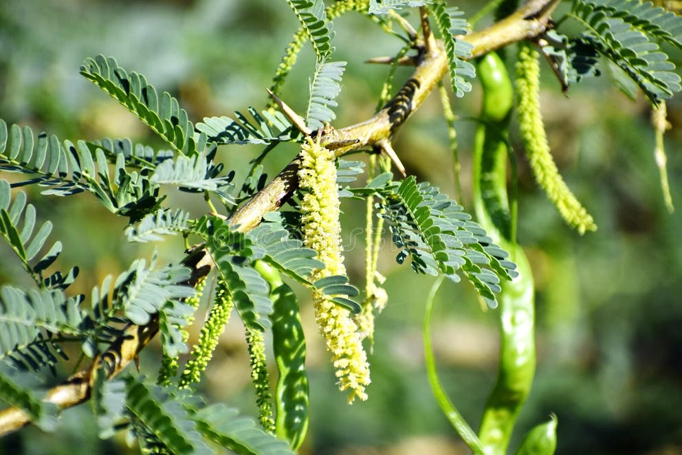 Babool flowers and plants stock photo. Image of green - 223940336