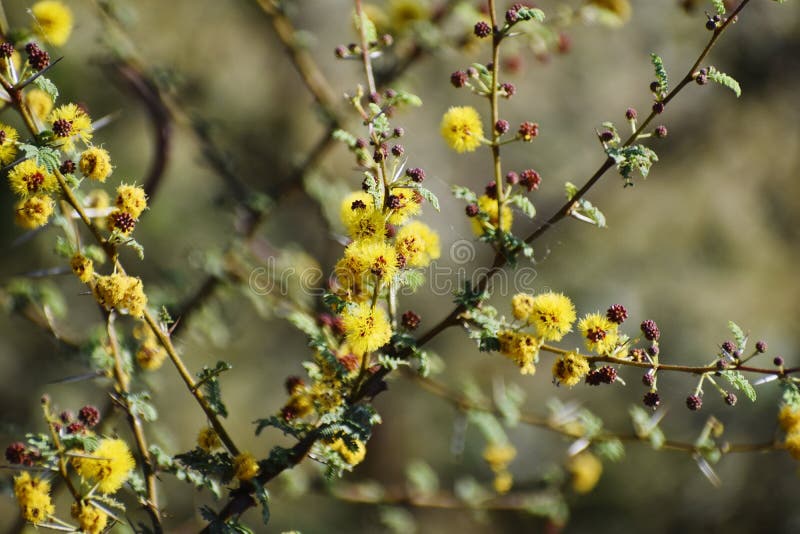 Babool flowers and plants stock image. Image of babool - 223940339