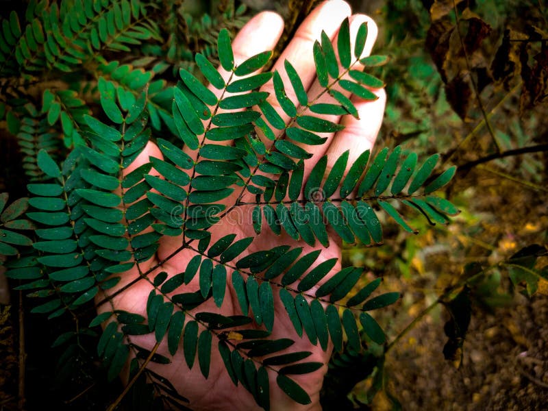 113 Babool Leaf Stock Photos - Free & Royalty-Free Stock Photos from ...