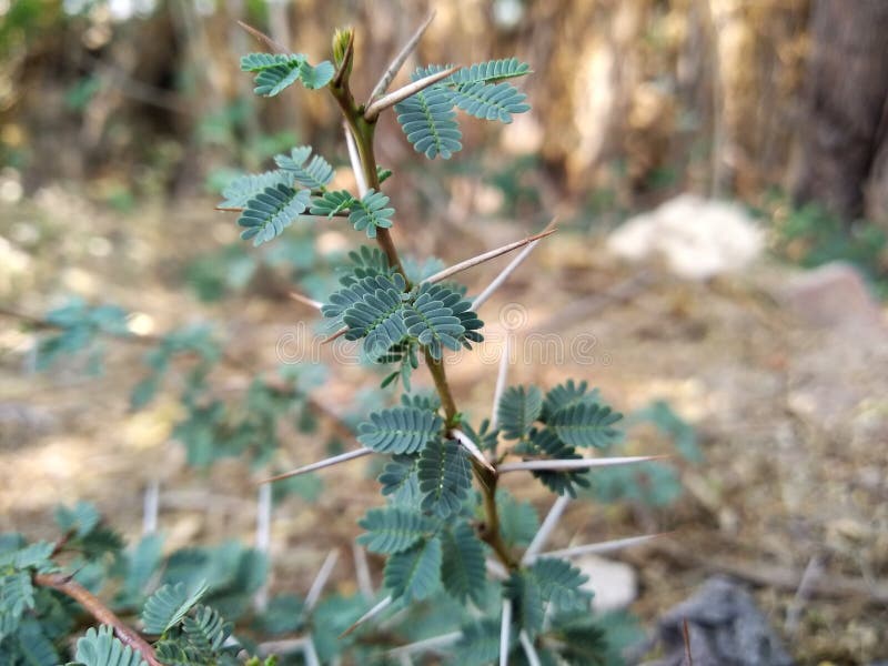 Babool Plant Photo in Nature Stock Image - Image of plant, tree: 193602809