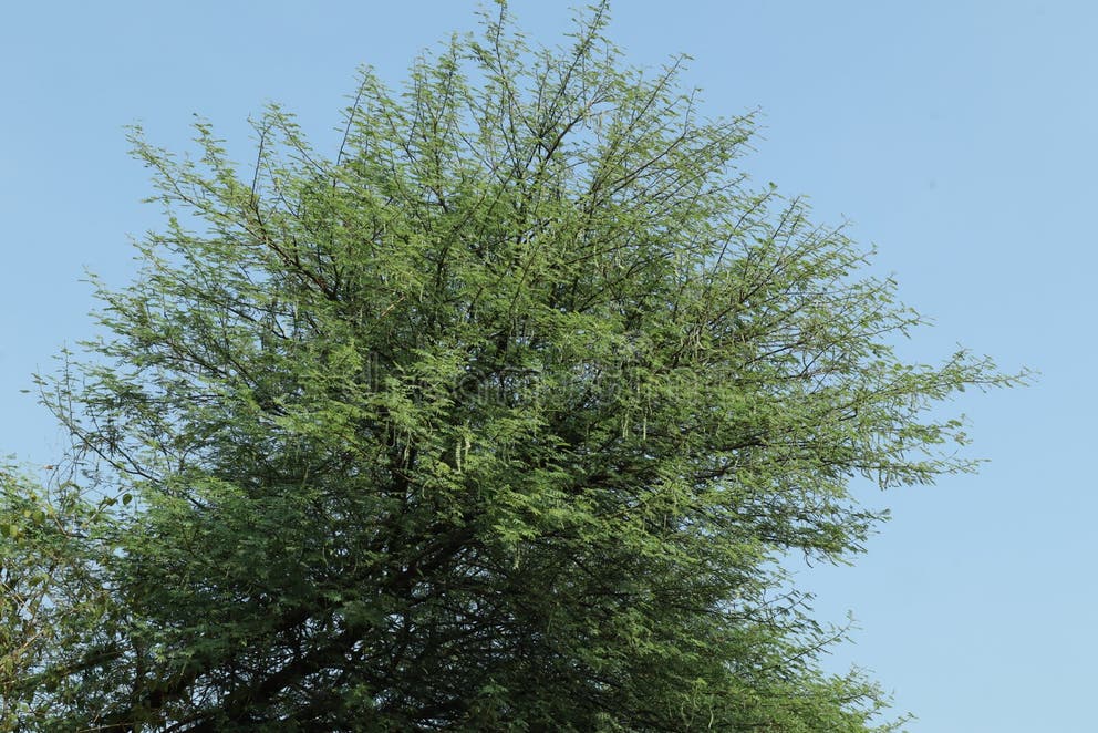 Babool Tree with Blue Background Stock Photo - Image of forest, flower ...