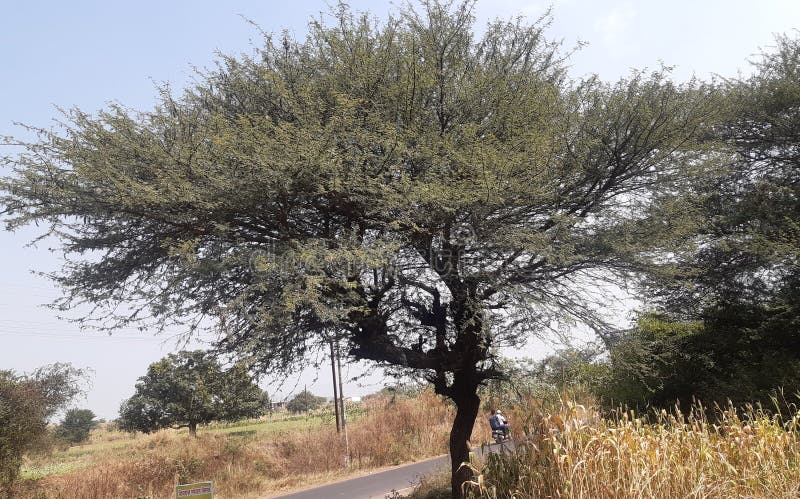 Babool Fruit,Vachellia Nilotica Or Gum Arabic Tree With Coal And Its ...
