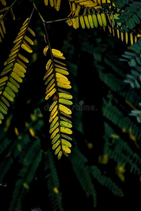 Babool tree leaves stock photo. Image of plant, sunlight - 231909482