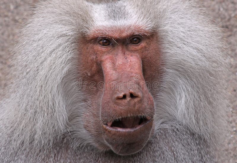 Yawning baboon stock image. Image of fluffy, cynocephalus - 30848613