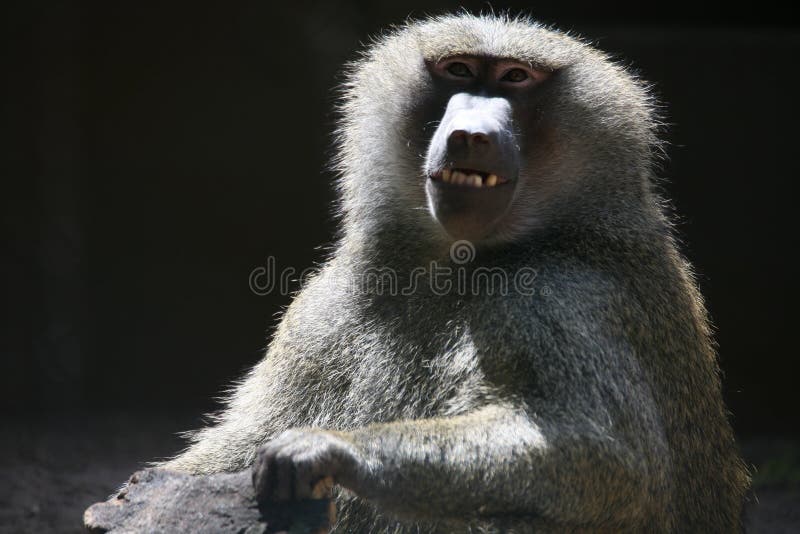 Hamadryas Baboon stock photo. Image of papio, fluffy, ethiopia - 2272612