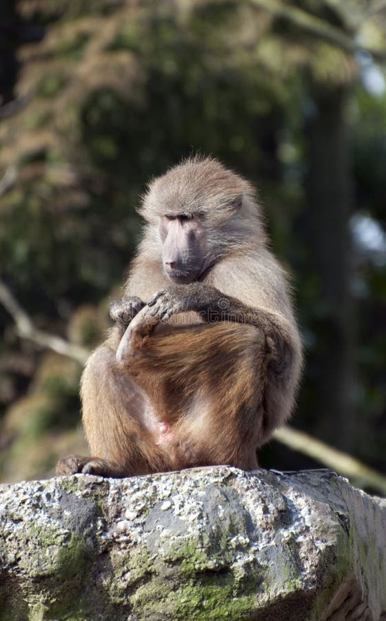 Baboon stock image. Image of foot, paignton, flea, male - 13496515