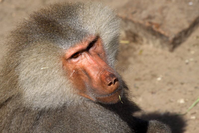 Funny looking baboon stock photo. Image of open, goofy - 4710216