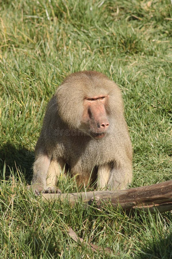 Babirusa stock image. Image of mammal, fang, chordata - 12675549