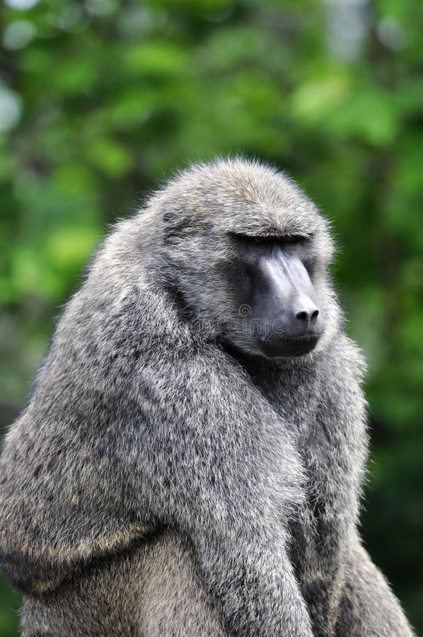 Baboon stock photo. Image of sleepy, african, wildlife - 20604606