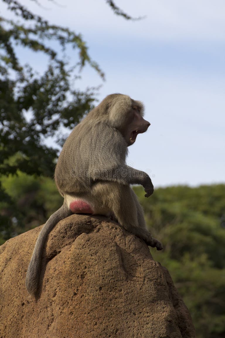 Baboon Buttocks Stock Photos - Free & Royalty-Free Stock Photos from ...
