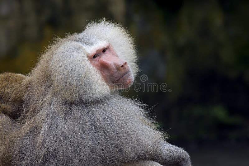 Yawning baboon stock image. Image of fluffy, cynocephalus - 30848613