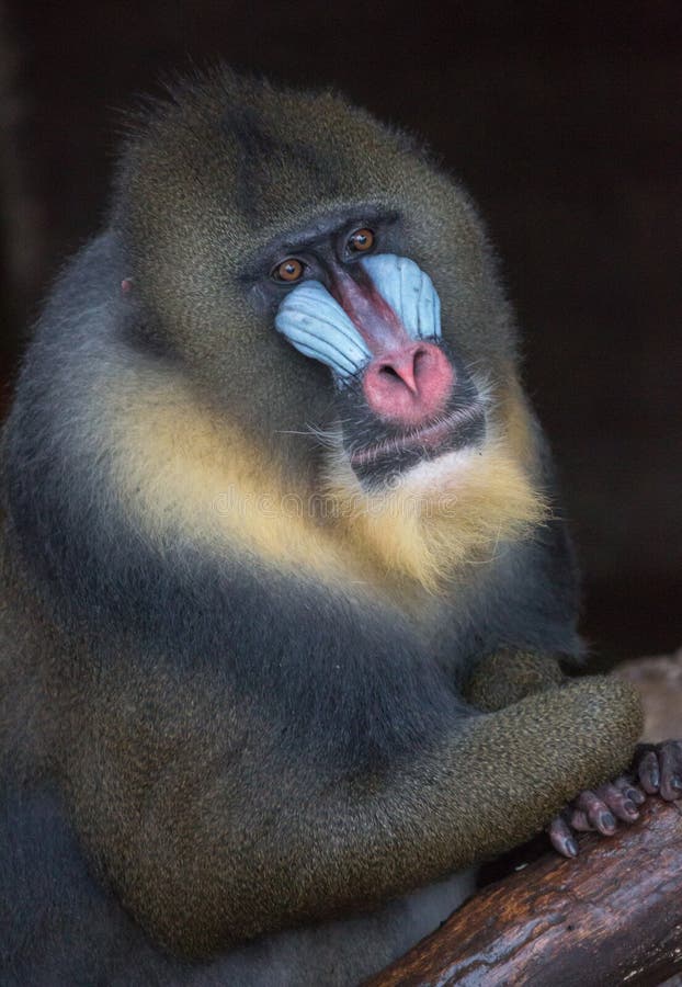 15+ Angry baboon Free Stock Photos - StockFreeImages