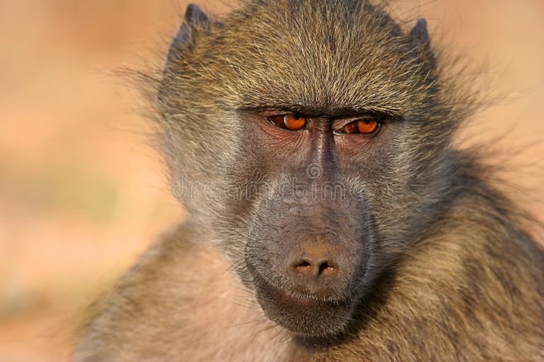 321 Angry Baboon Stock Photos - Free & Royalty-Free Stock Photos from ...