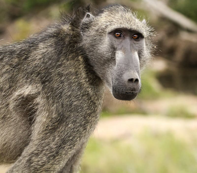 Africa- Close Up Of A Large Baboon Face Stock Photo - Image of holiday ...