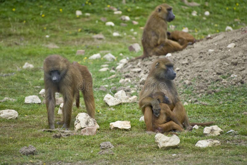 Baboon 5 stock image. Image of brown, male, papio, family - 15650369