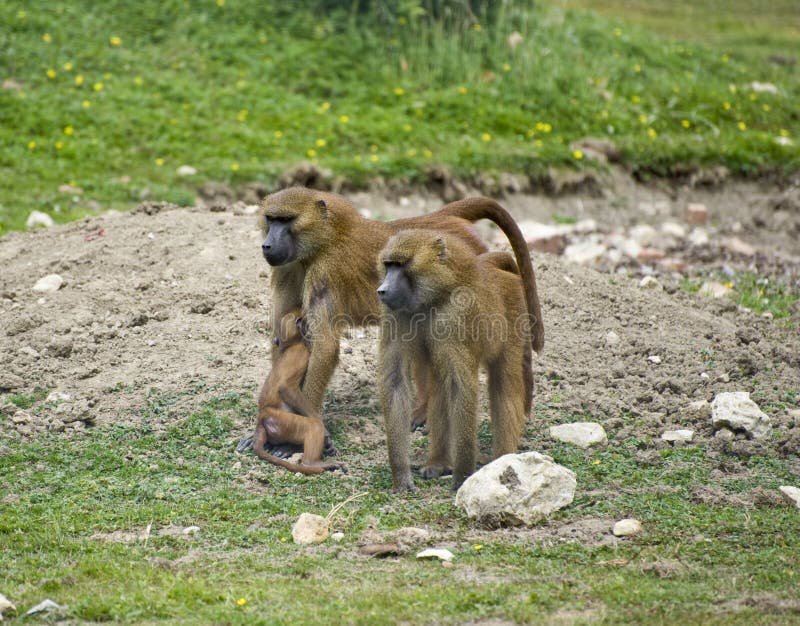 Baboon 5 stock image. Image of female, green, hill, looking - 15650417
