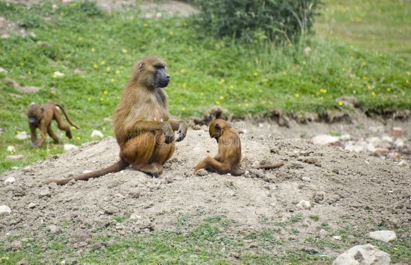 Baboon 5 stock image. Image of family, male, papio, golden - 15652021