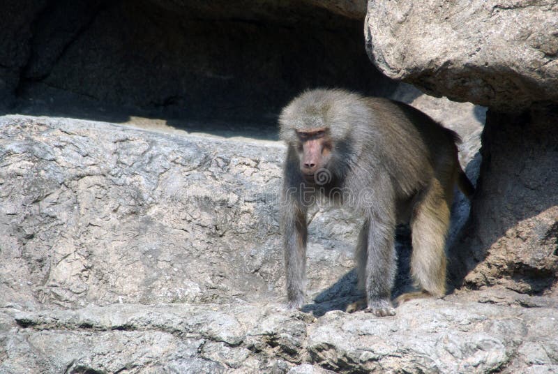 Baboon stock photo. Image of looking, cunning, eyes, waiting - 5806334