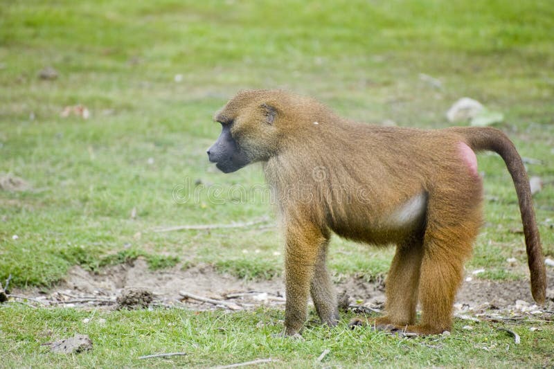 Baboon Standing Up Stock Photos - Free & Royalty-Free Stock Photos from ...