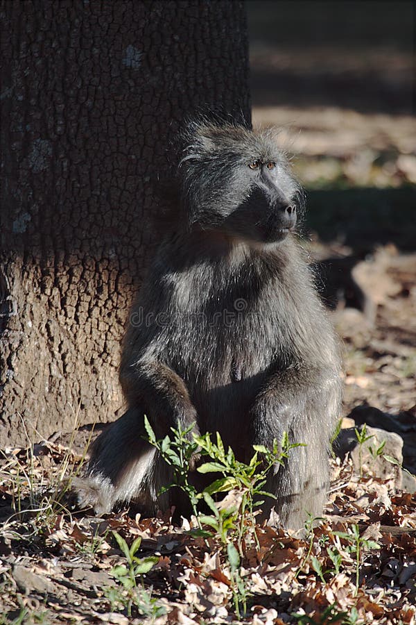 Baboon stock image. Image of leave, leaves, tree, baboon - 8004983