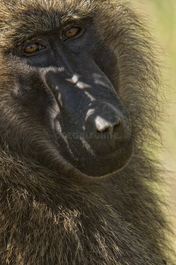 Alpha Male Baboon stock photo. Image of south, alpha - 11780806