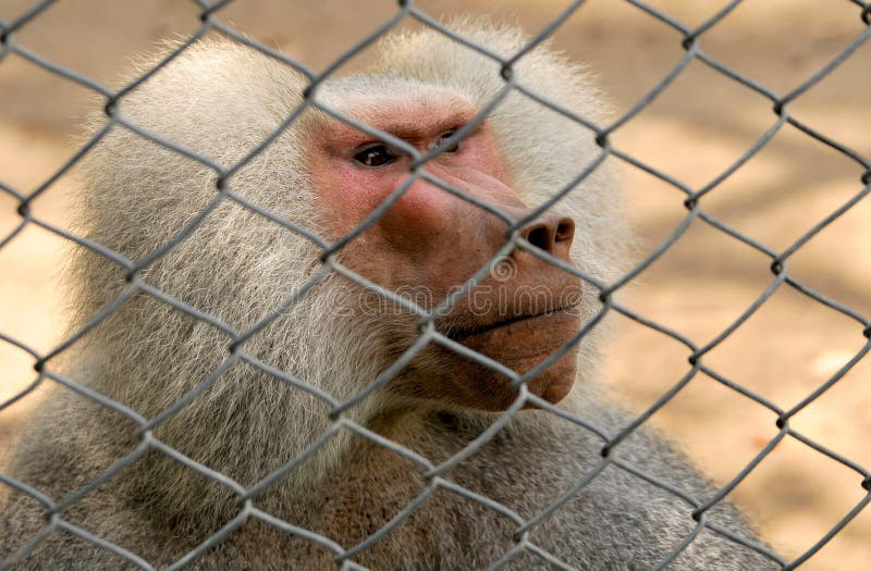 Baboon in a Cage at the Zoo Stock Image - Image of captivity, nose ...