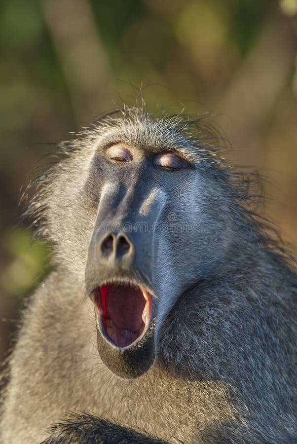 Baboon , Africa stock photo. Image of primates, wildlife - 151735032