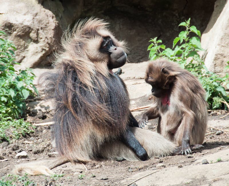 Baboons stock image. Image of preening, cleaning, baboons - 101861817
