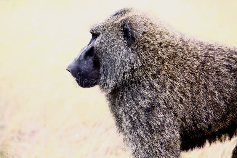 Alfa Male Baboon Stock Photos - Free & Royalty-Free Stock Photos from ...