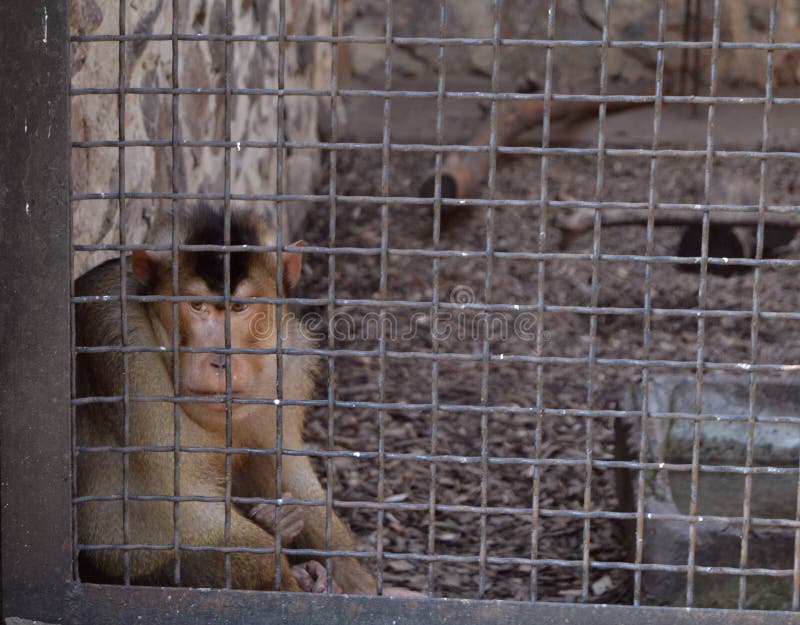 Baboon in a Cage at the Zoo Stock Image - Image of captivity, nose ...