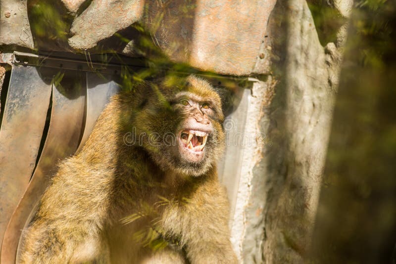 Angry baboon stock image. Image of closeup, faced, crop - 13526641