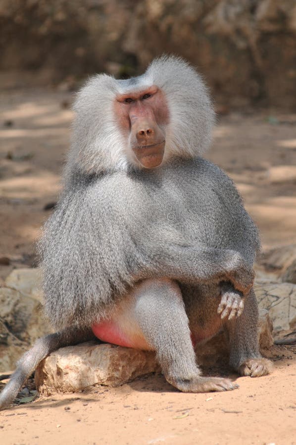 Baboon Ape Male stock image. Image of hamadryas, chief - 9096953
