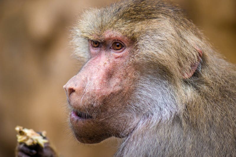 Baboon baboon portrait stock image. Image of cute, african - 157700303
