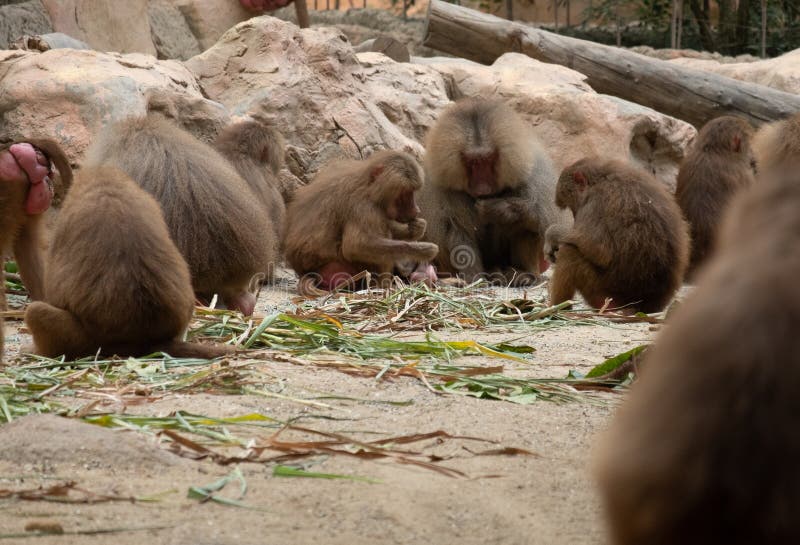 Baboon stock image. Image of little, animals, national - 164042317