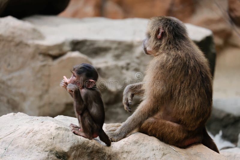 Baboon stock image. Image of dominating, bush, african - 164042355