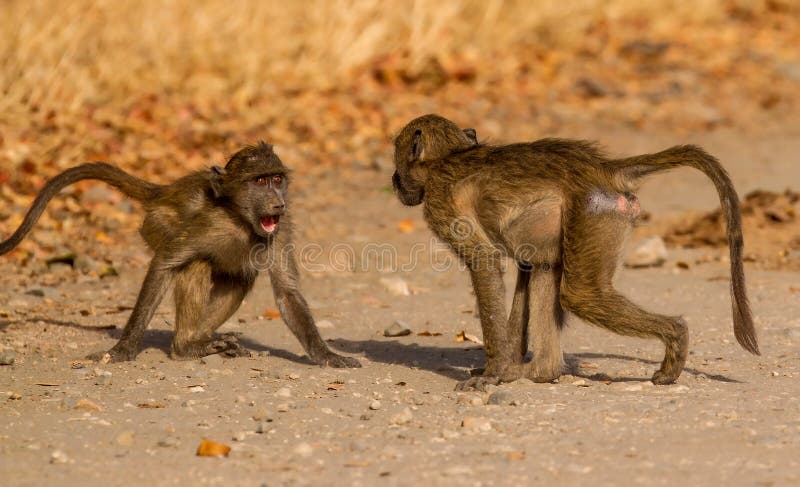 Baboon stock image. Image of baboon, ride, nature, animal - 58078607
