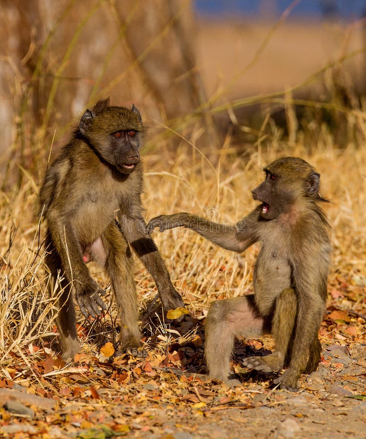 Baboon stock photo. Image of cute, africa, ride, wild - 58079654